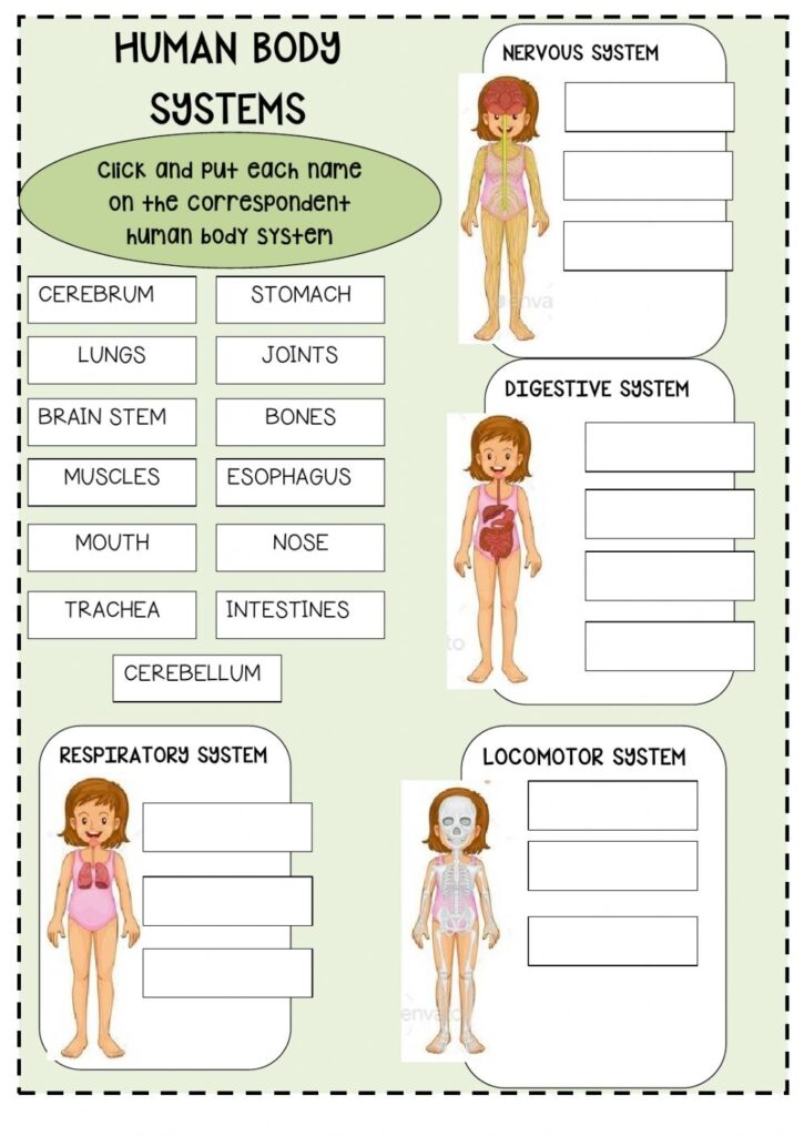 Human Body Systems Worksheets Pdf Printable Worksheets Human Body Systems Worksheets Pdf Printable Worksheets
