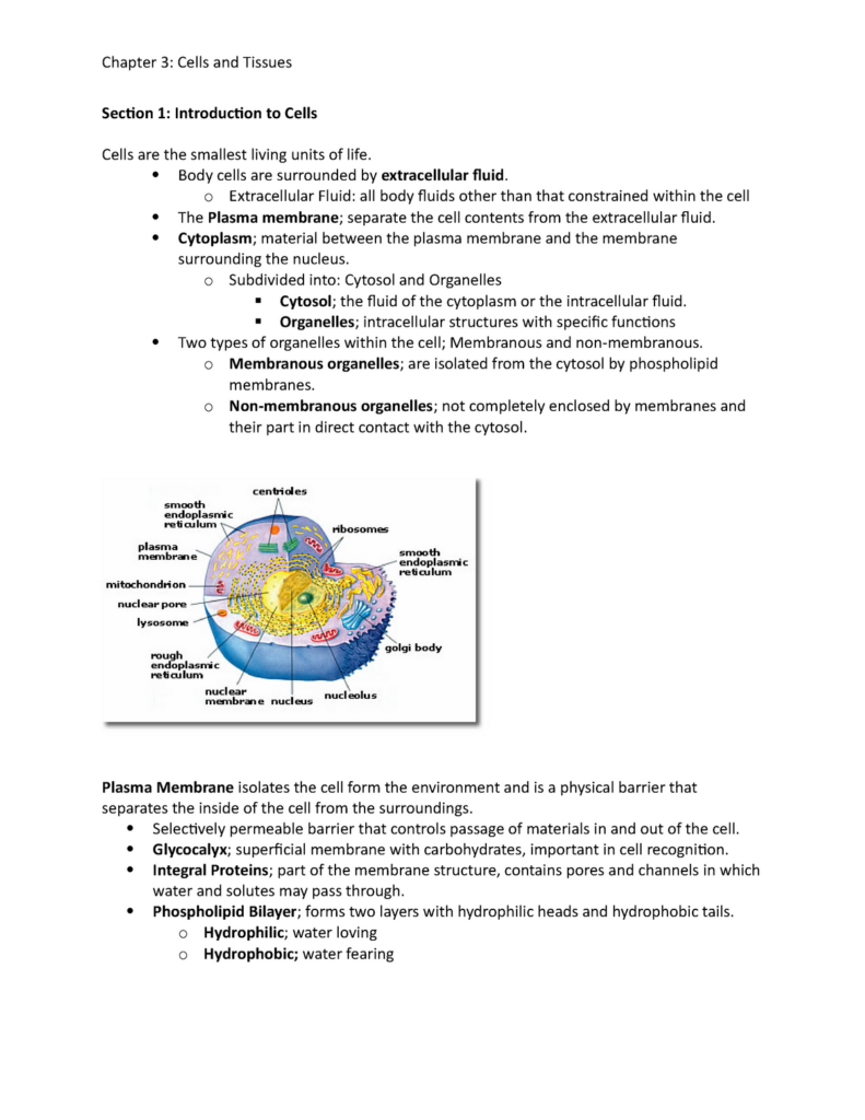 Anatomy And Physiology Chapter 3 Cells Worksheets Answers Printable 