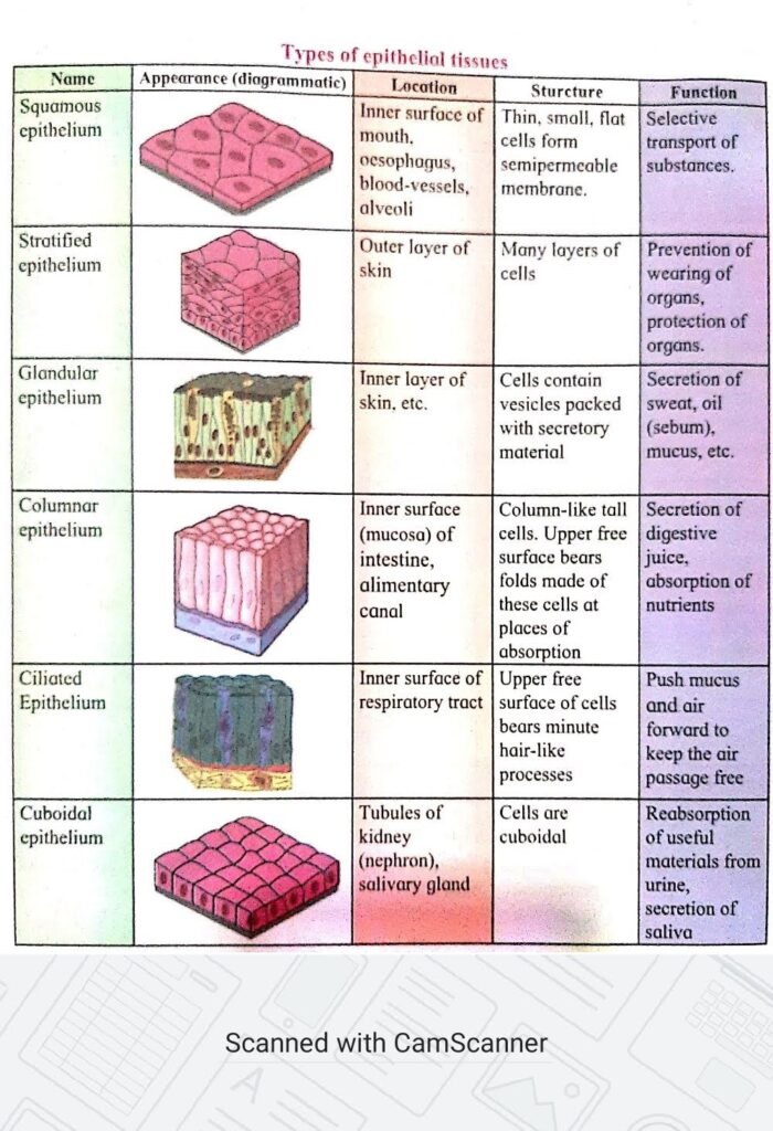 Epithelial Tissue Worksheets Pdf Printable Worksheets