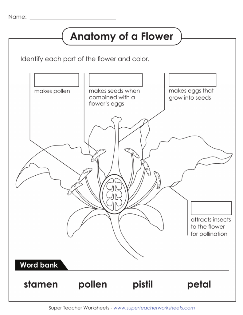 Flower Anatomy Activity Answer Key Printable Worksheets