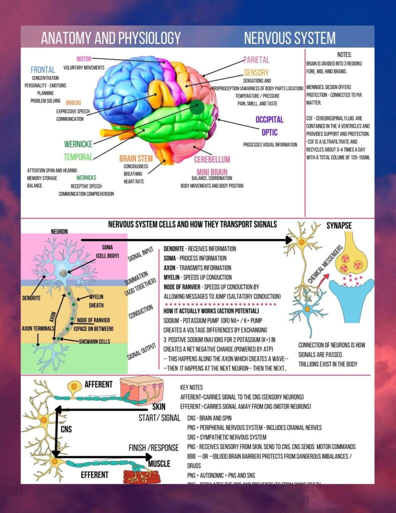 Anatomy Notes For Nursing Students Printable Worksheets
