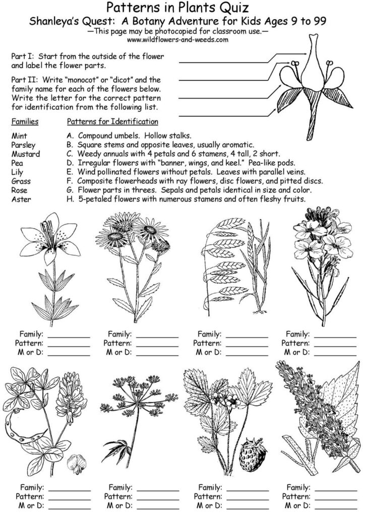 Plant Identification Worksheets Printable Worksheets