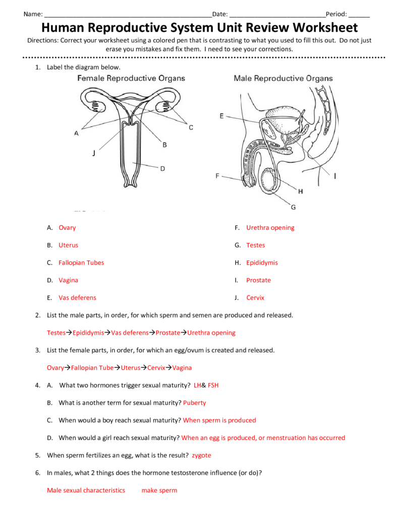 Anatomy And Physiology Reproductive System Worksheets Answer Key 