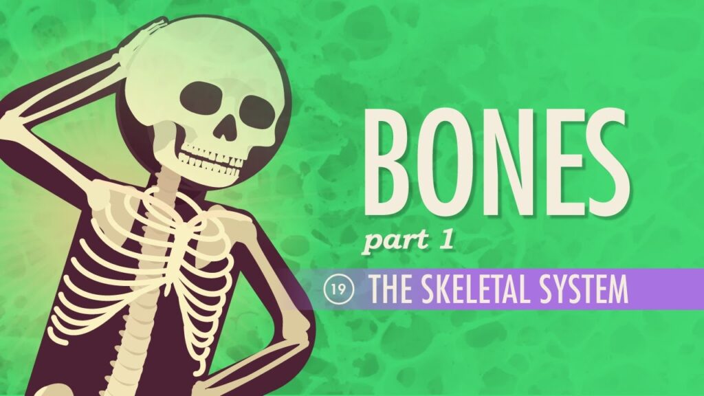 Crash Course Anatomy And Physiology Worksheets Printable Worksheets