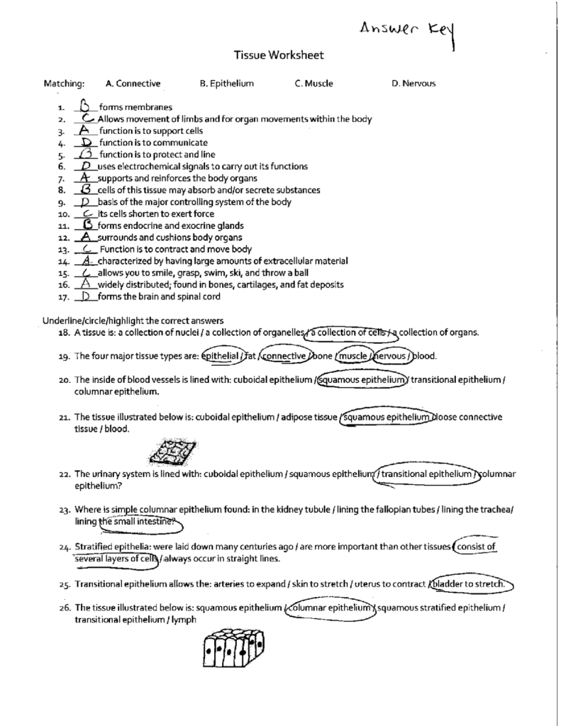 Connective Tissue Worksheets Pdf Printable Worksheets
