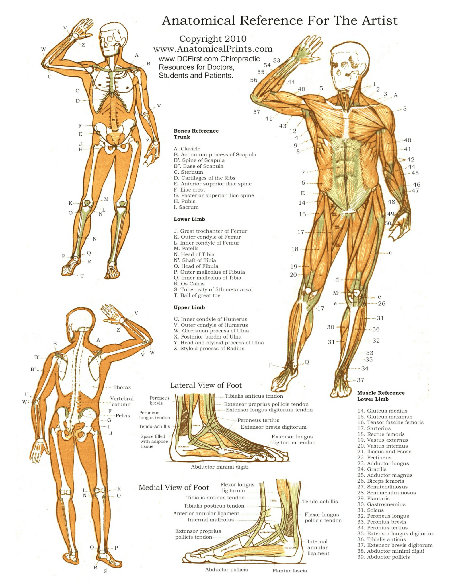 Printable Human Anatomy Charts - Printable Worksheets