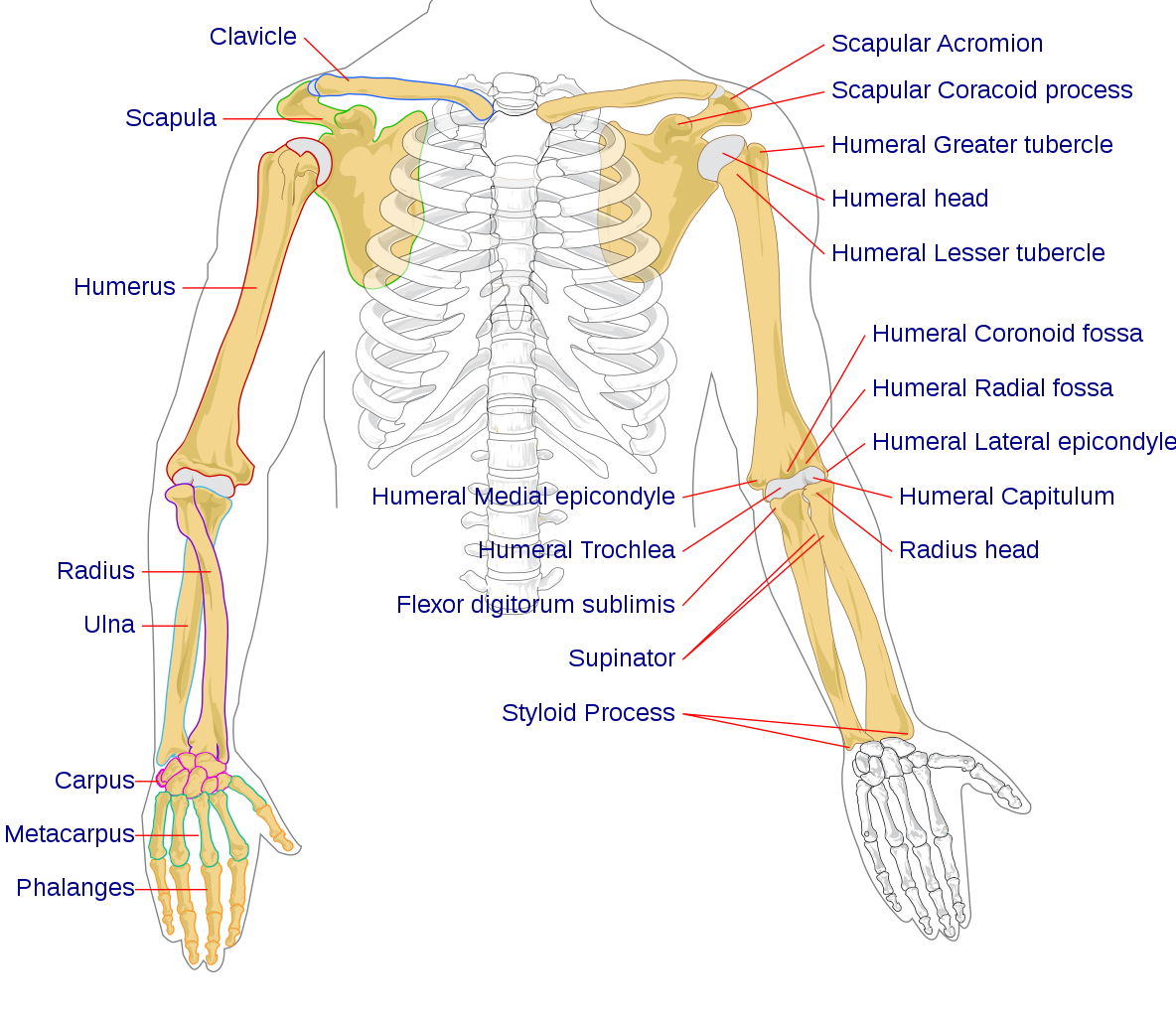 Anatomy Of Lower Arm Bones Printable Worksheets