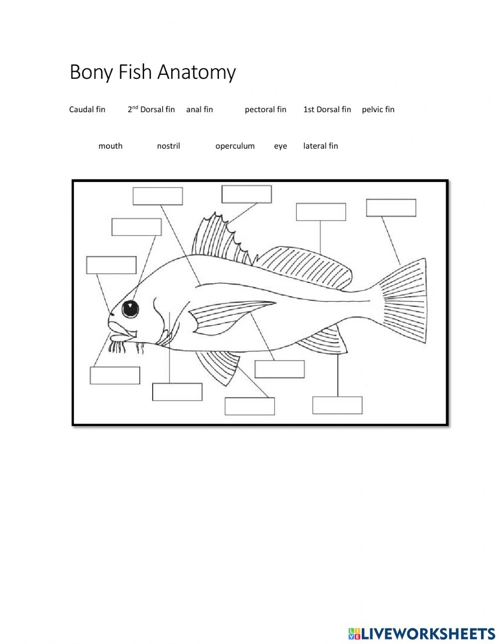 Fish Anatomy Worksheets Printable Worksheets