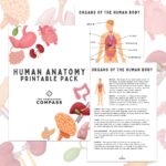 Free Printable Anatomy Flash Cards - Printable Worksheets