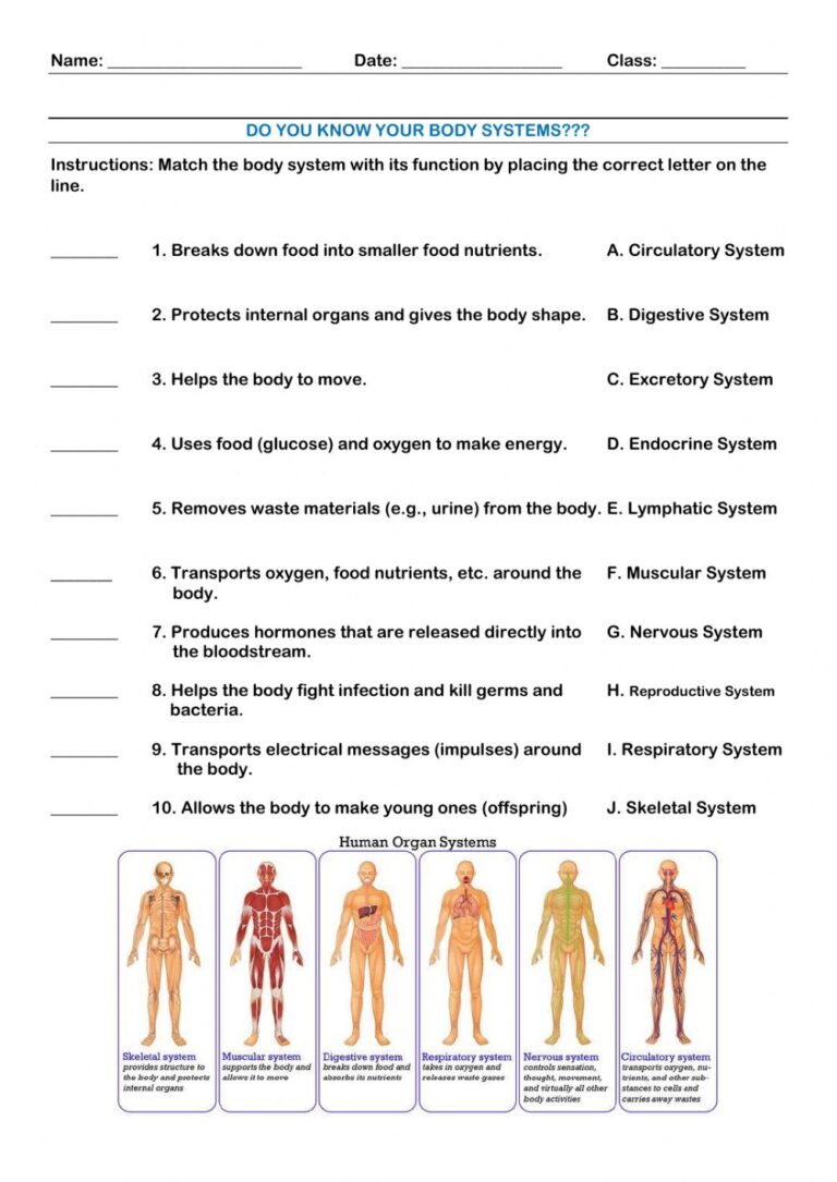 Human Body Systems Worksheets Pdf Printable Worksheets Human Body Systems Worksheets Pdf Printable Worksheets
