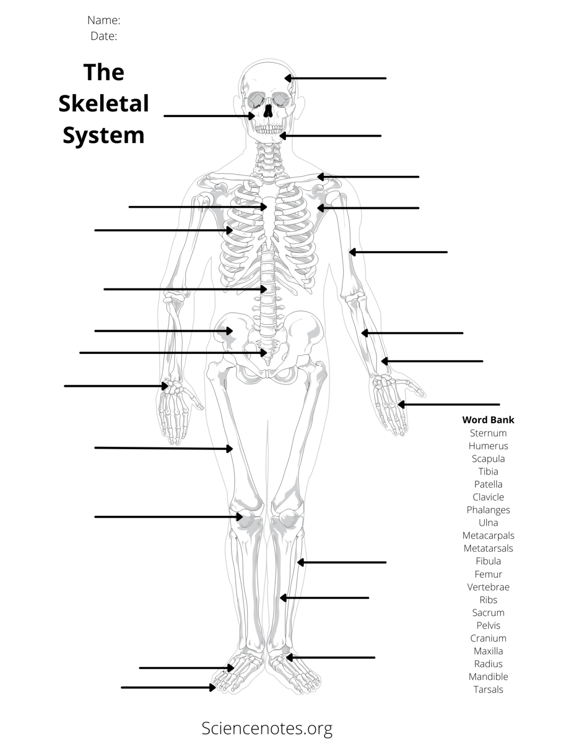 Printable Anatomy And Physiology Worksheets Printable Worksheets