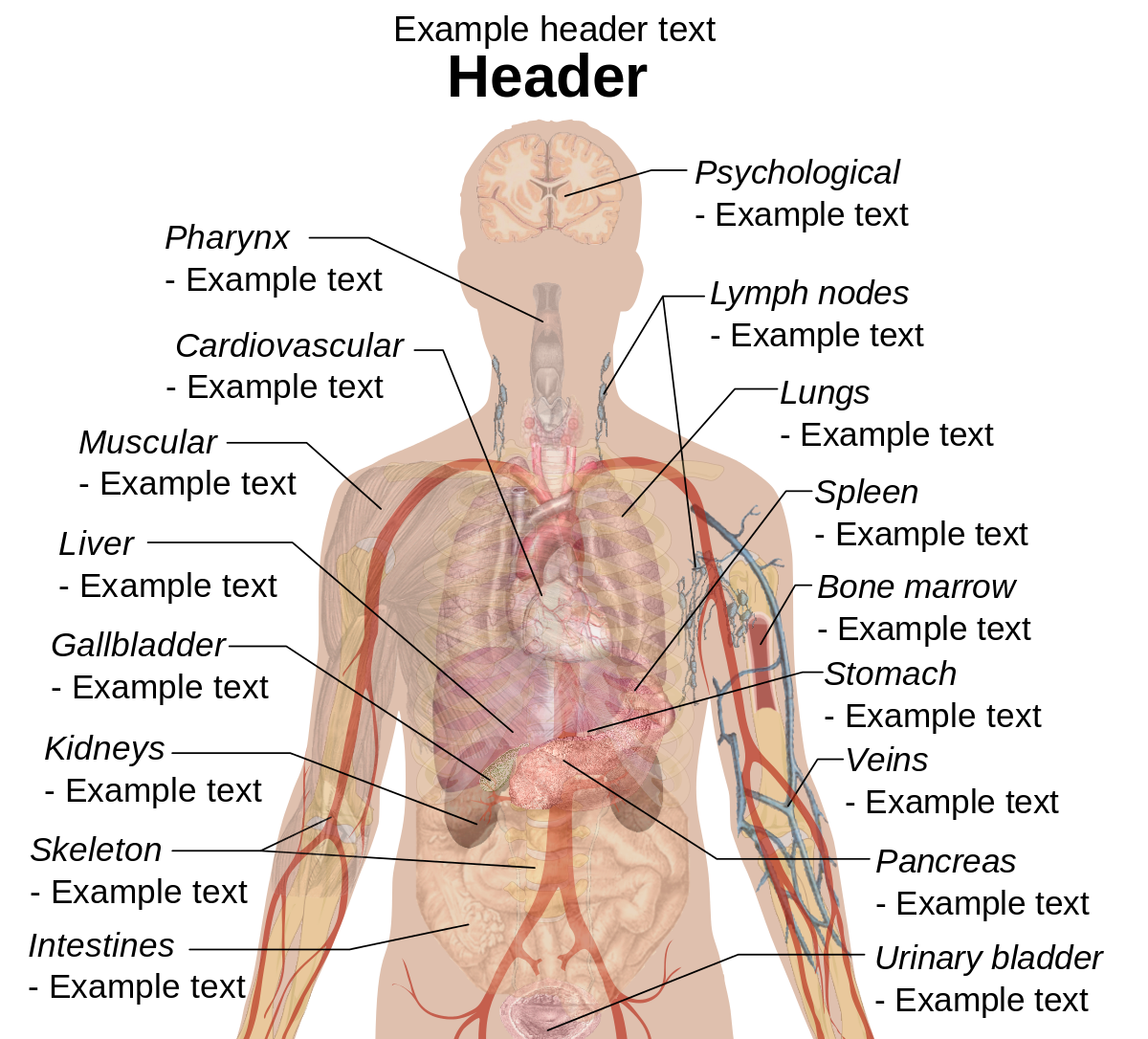 Full Human Body Diagram Printable Worksheets