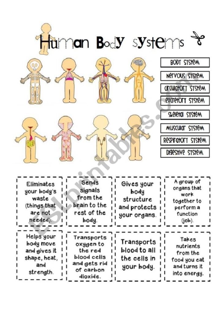 Elementary Human Body Worksheets - Printable Worksheets