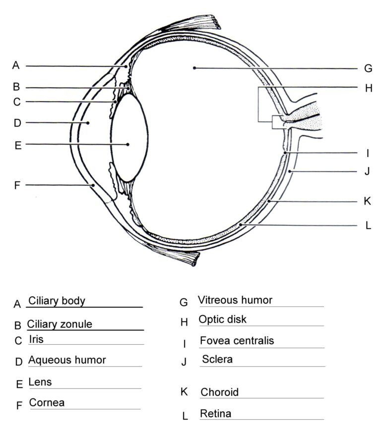 Human Eye Anatomy Worksheets Printable Worksheets