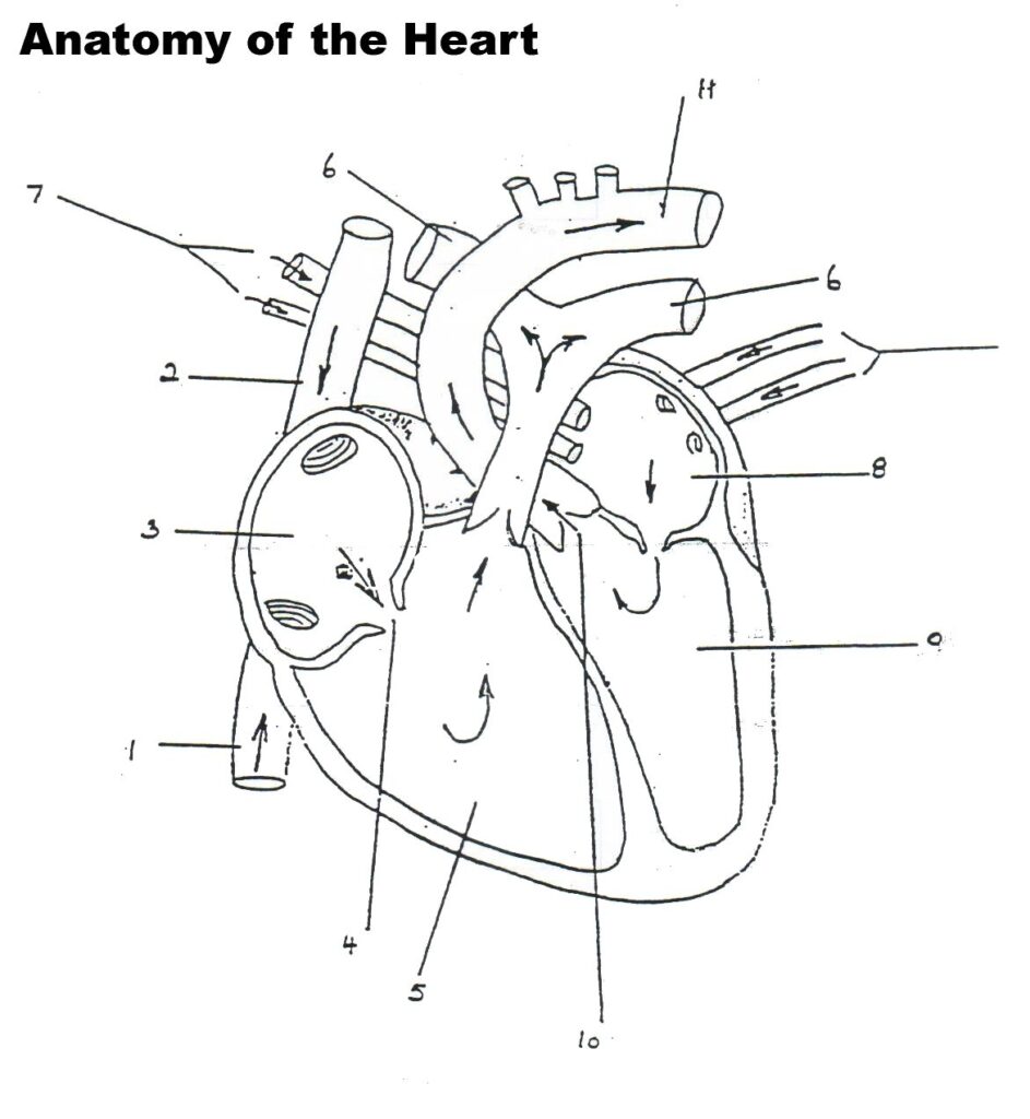 Cardiac Anatomy And Physiology Worksheets Printable Worksheets