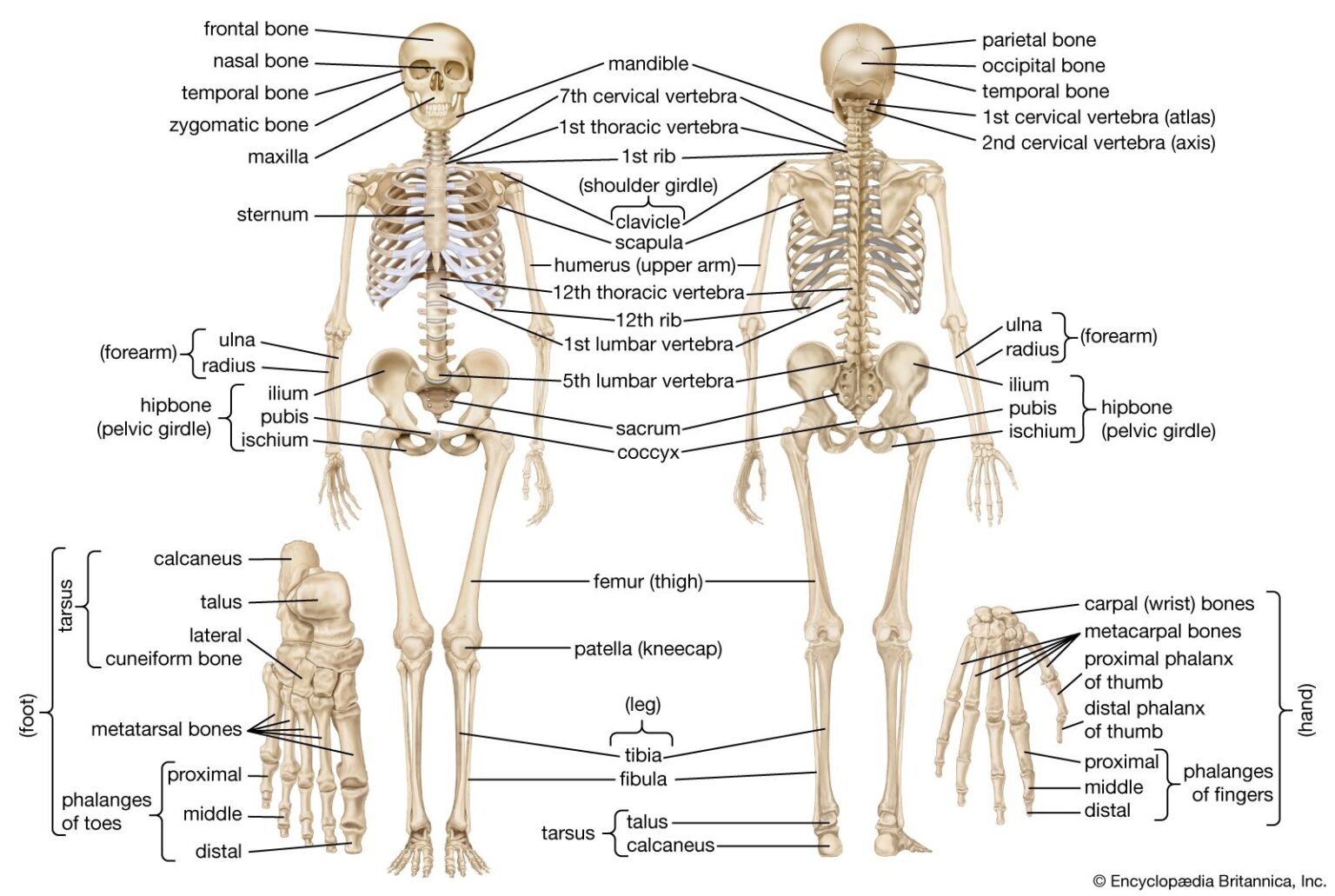 Full Body Skeleton Anatomy Labeling Printable Worksheets Full Body Skeleton Anatomy Labeling Printable Worksheets