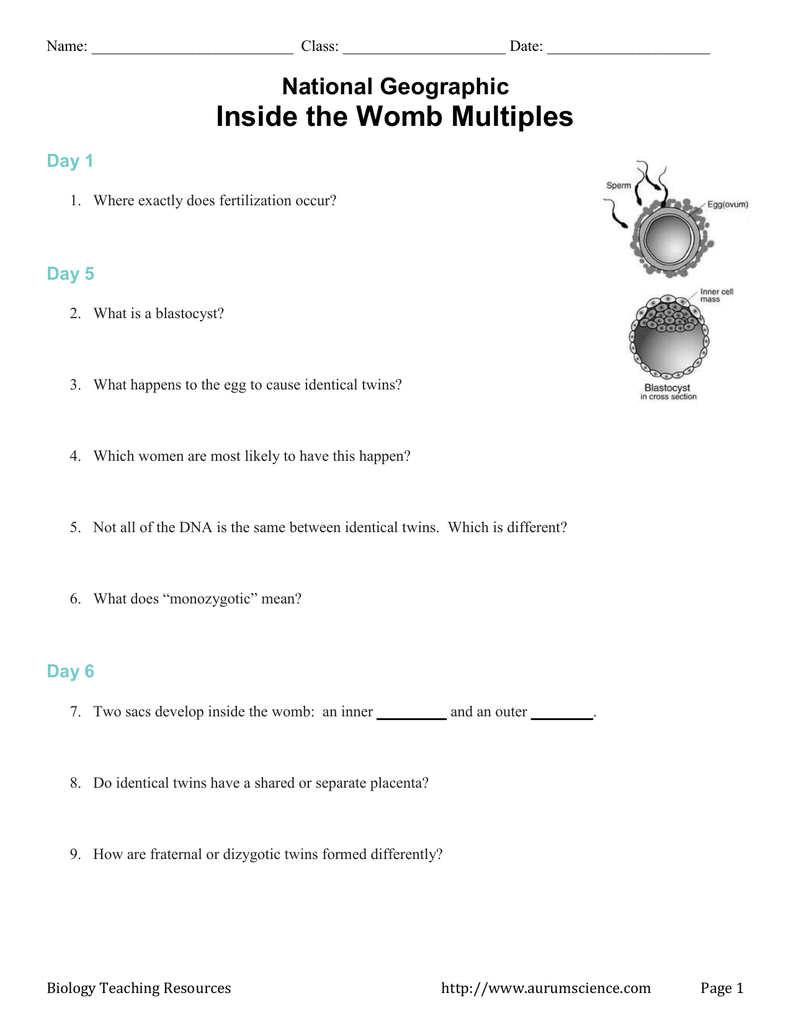 In The Womb Multiples Worksheets Answers Printable Worksheets
