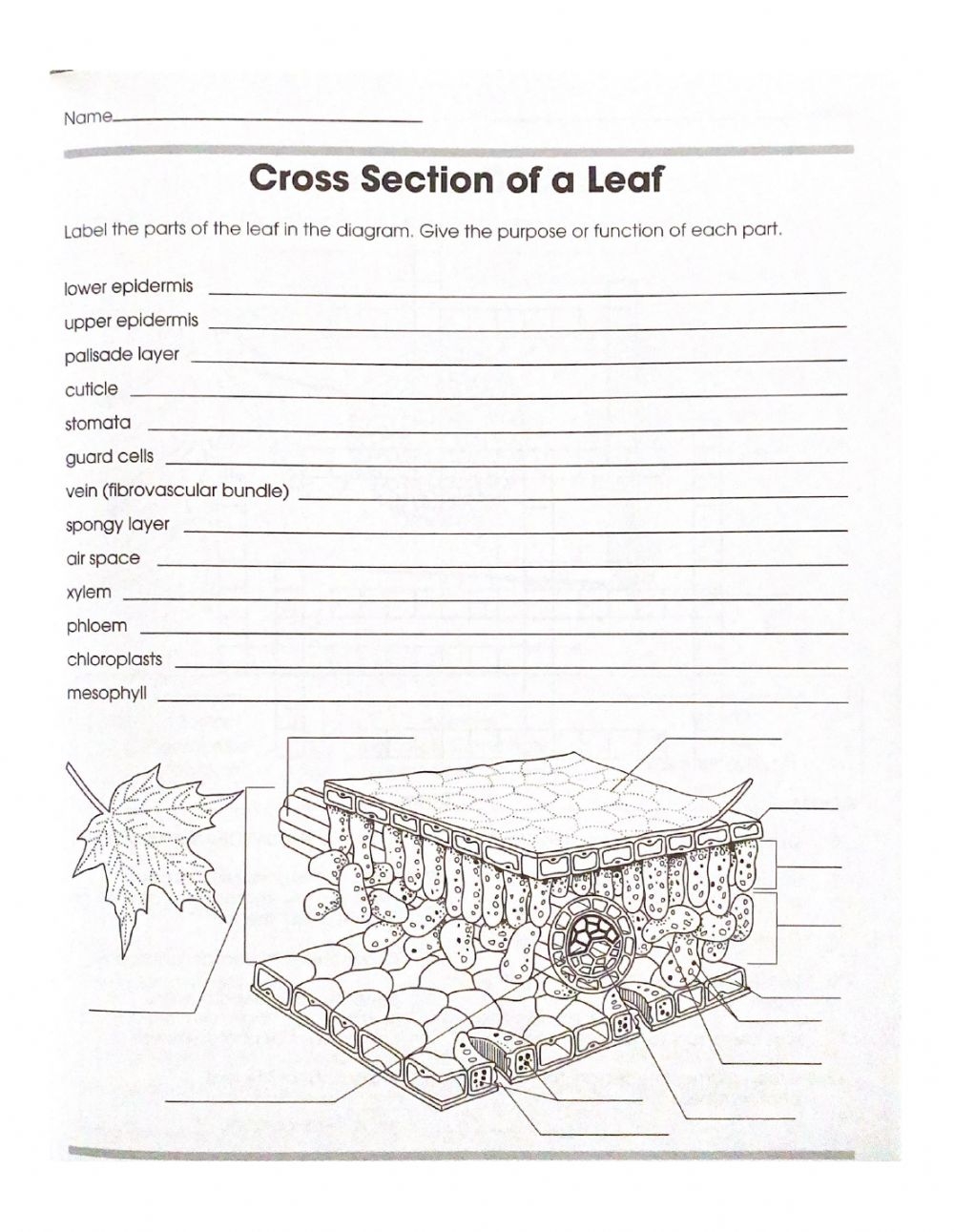 Anatomy Of A Leaf Worksheets Printable Worksheets