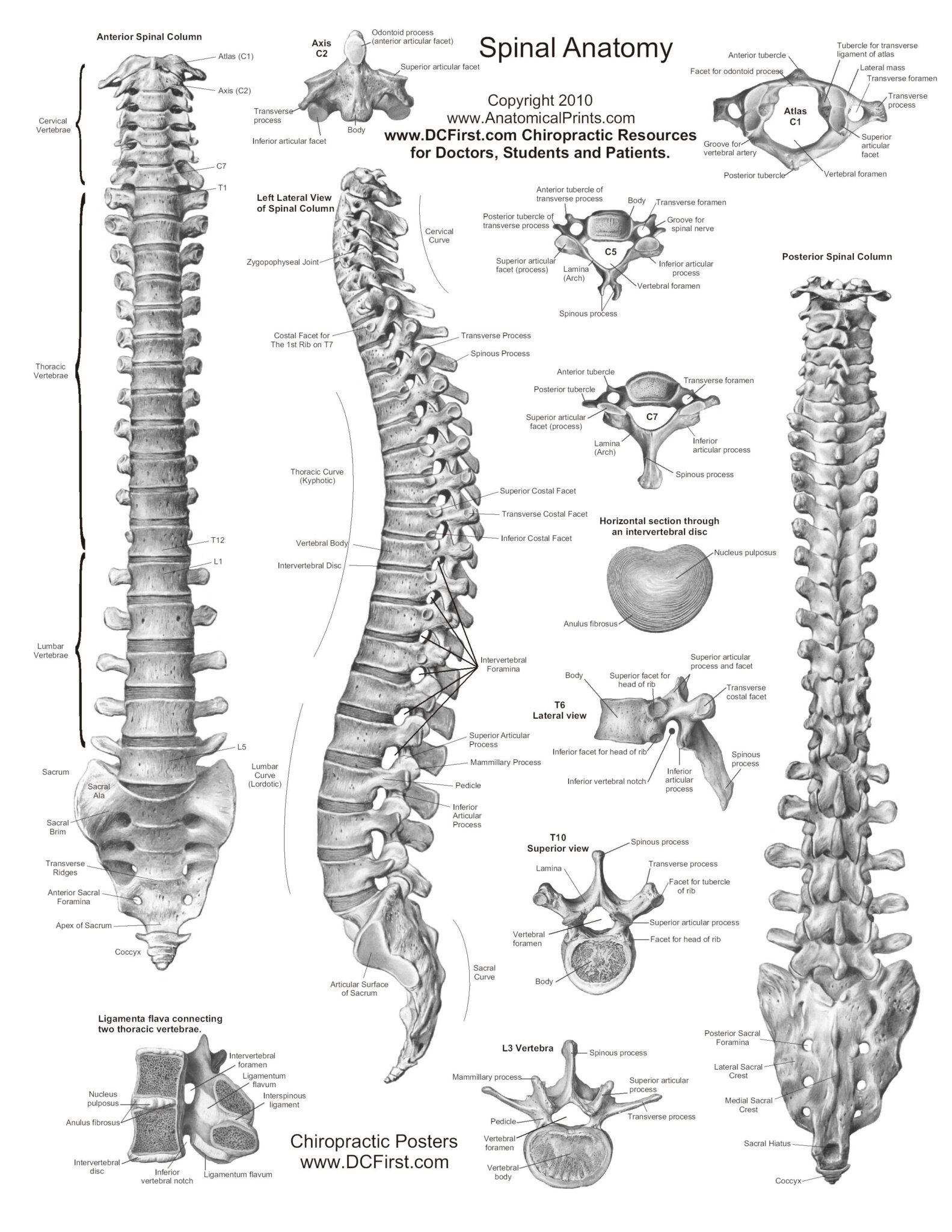 Free Printable Anatomy Study Guides Printable Worksheets free-printable-anatomy-study-guides-printable-worksheets