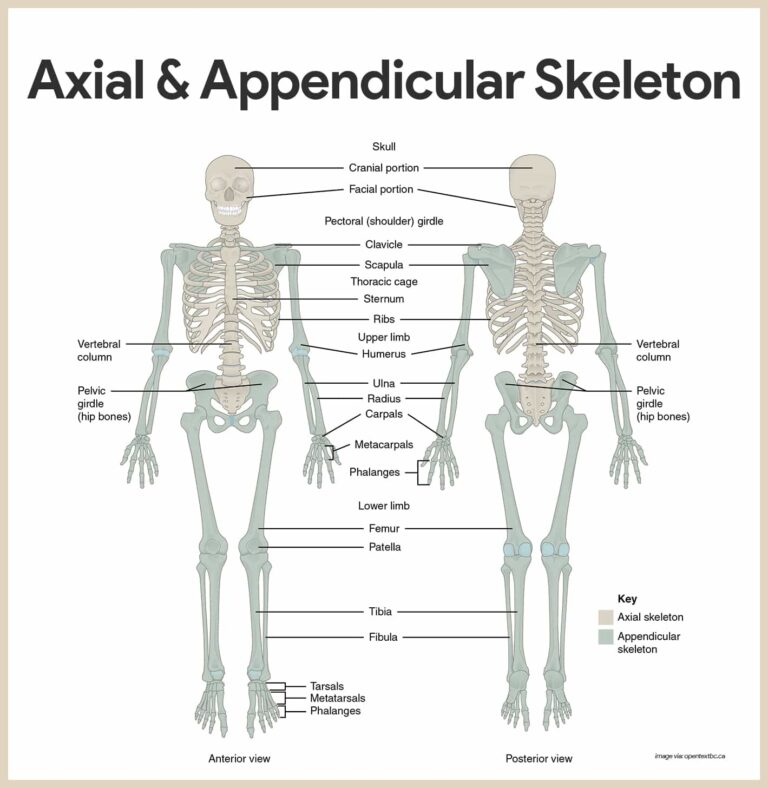 Anatomy And Physiology Skeletal System Printable Worksheets Anatomy And Physiology Skeletal System Printable Worksheets