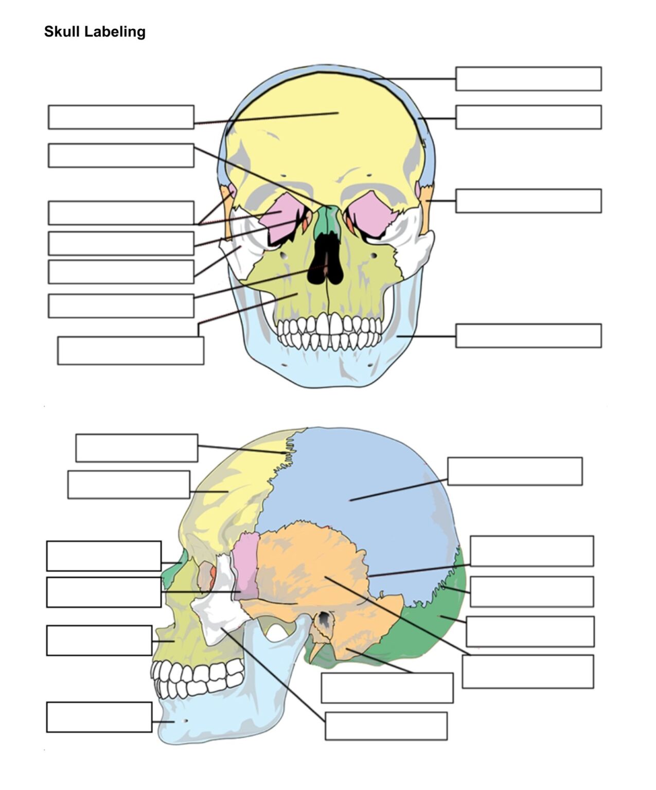 Skull Anatomy Worksheets - Printable Worksheets
