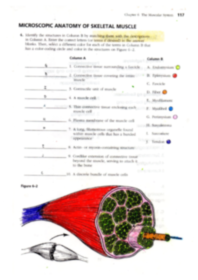 Microscopic Anatomy Of Skeletal Muscle Worksheets Chapter 6 Answers Microscopic Anatomy Of Skeletal Muscle Worksheets Chapter 6 Answers