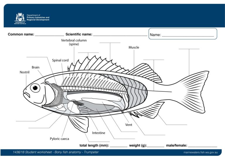 Internal Fish Anatomy Worksheets Printable Worksheets
