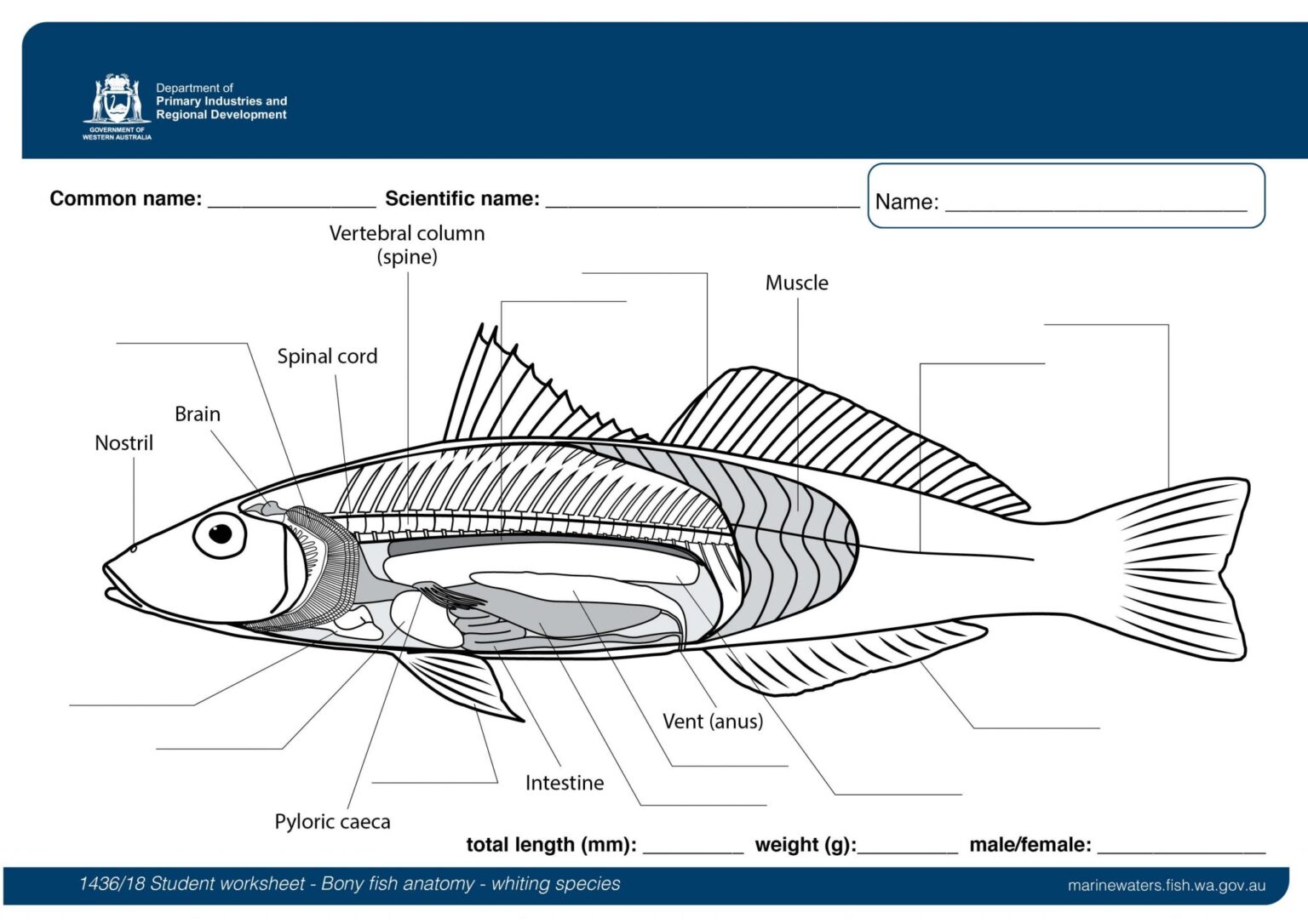 Fish Anatomy Worksheets Free Printable Printable Worksheets fish-anatomy-worksheets-free-printable-printable-worksheets